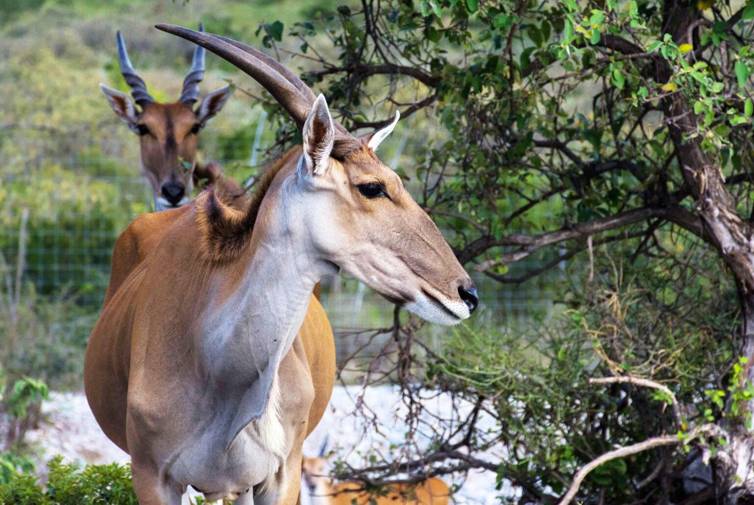 Parque Safari Xenpal: Una Aventura que No te Puedes Perder - xenpal.com.mx