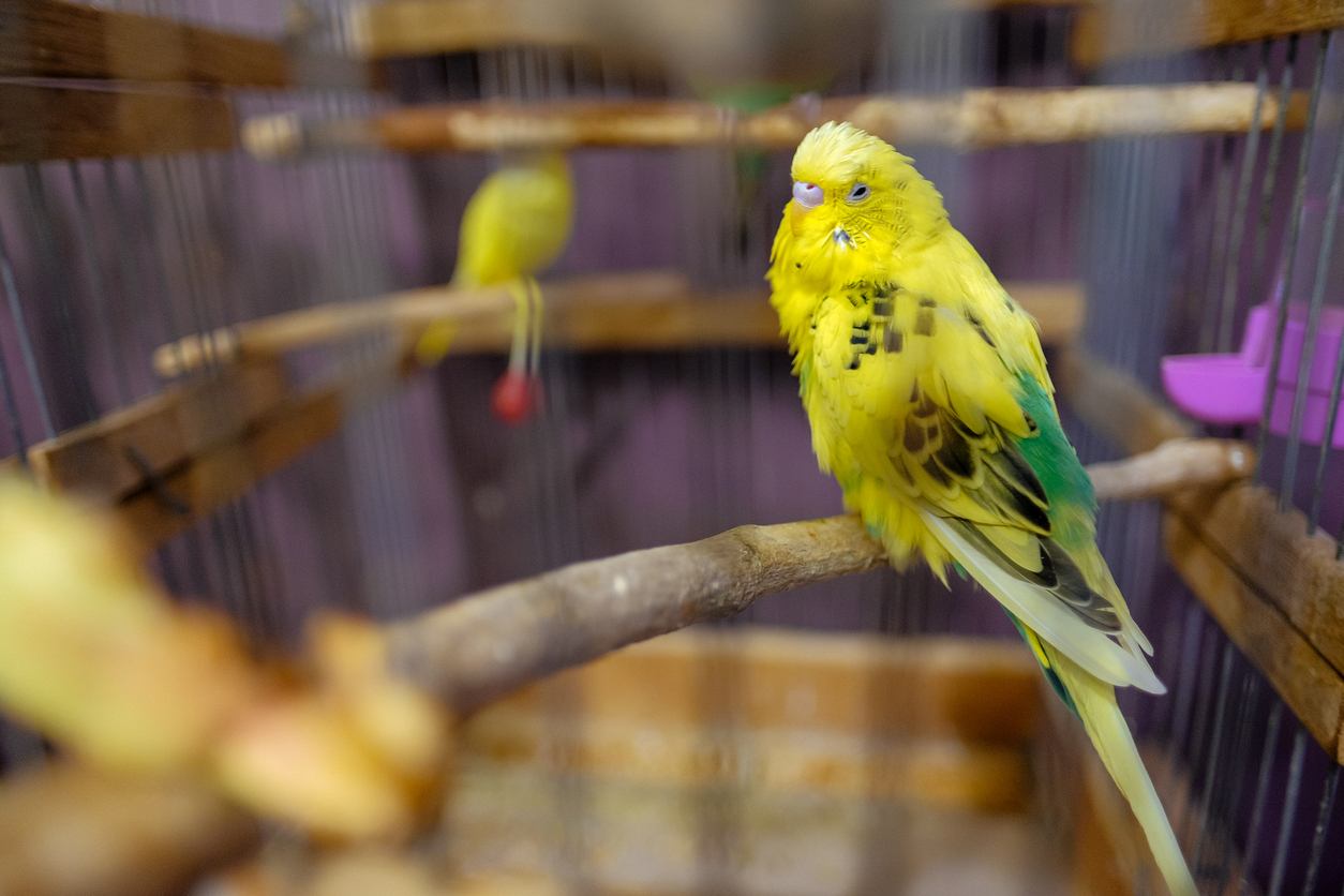 Periquitos en Xenpal: La Alegría y Colorido en el Parque - xenpal.com.mx